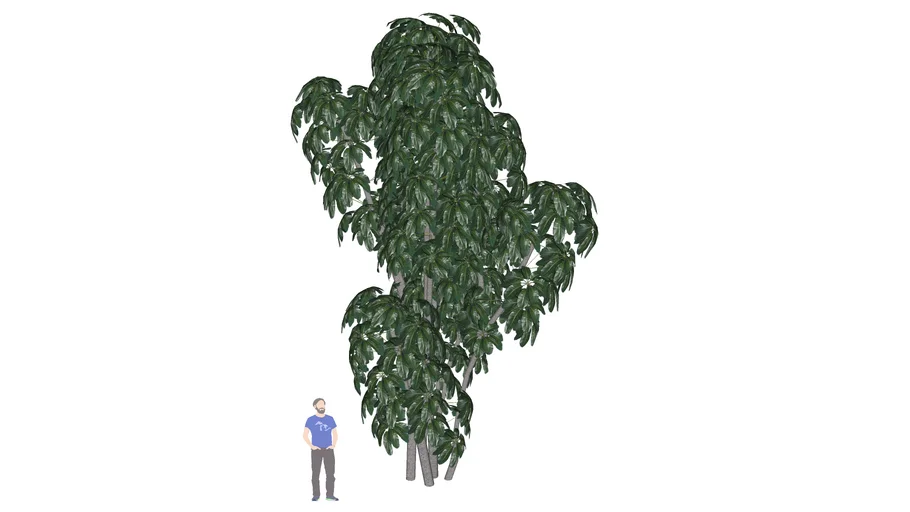 Brassaia (Schefflera) | 3D Warehouse