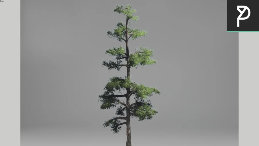 2DTrees_080 Pine | 3D Warehouse
