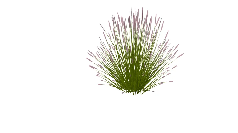 ornamental grass | 3D Warehouse
