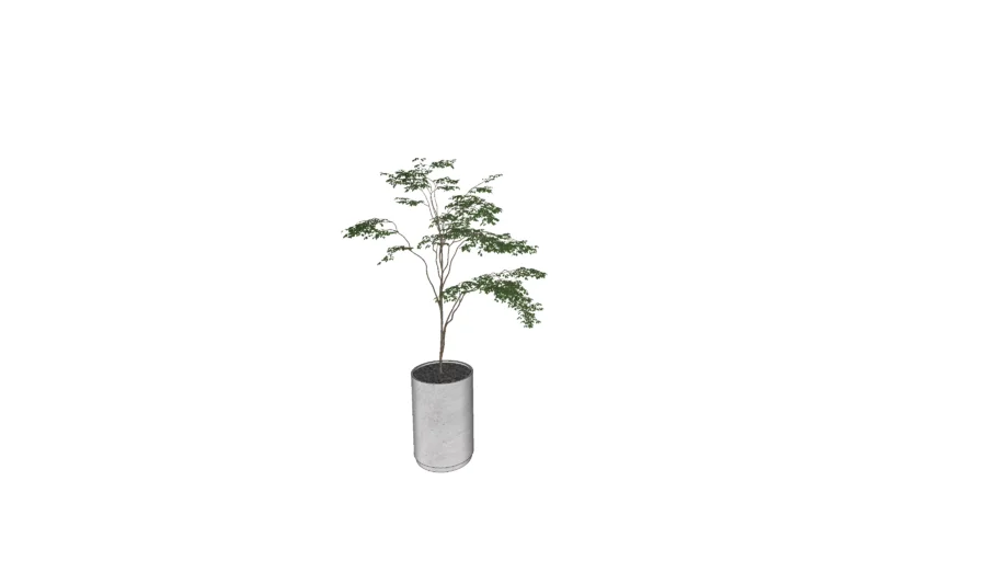 Plant | 3D Warehouse