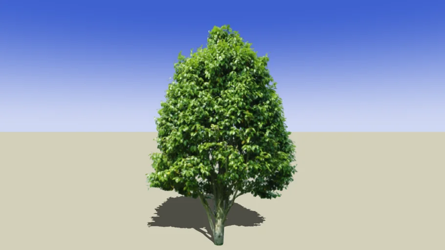 2D Tree_02 | 3D Warehouse