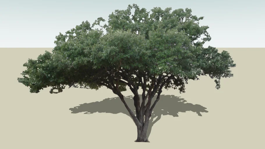 2D Live Oak Tree2 | 3D Warehouse