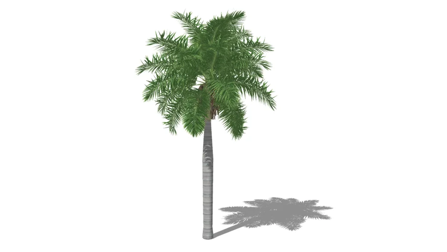 Palem Raja II (Roystonea Regia) | 3D Warehouse