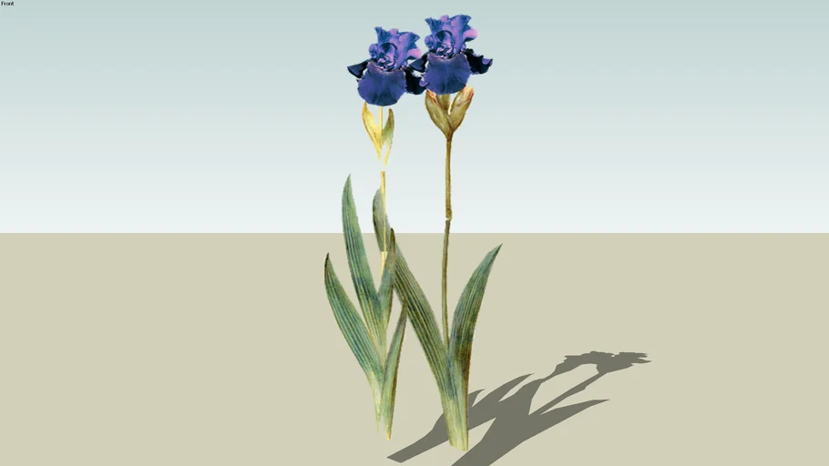 Iris Purple (RF) | 3D Warehouse