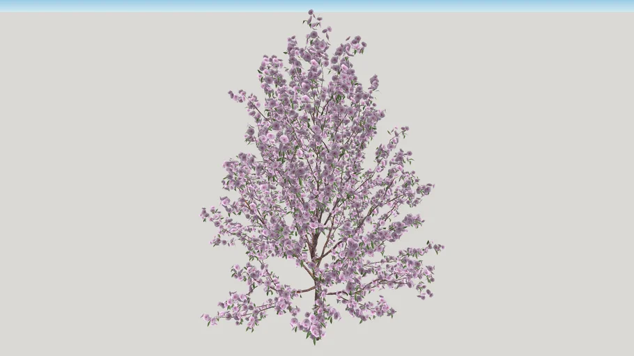 Pink Cherry tree 3D | 3D Warehouse