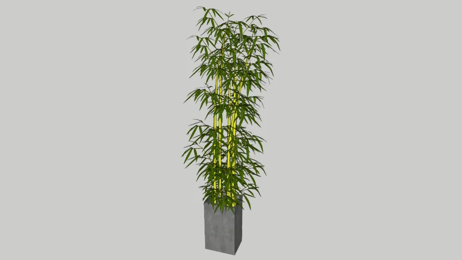 Potted Plant bamboo | 3D Warehouse