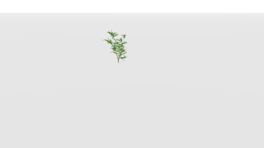 Acer Multi Stem | 3D Warehouse