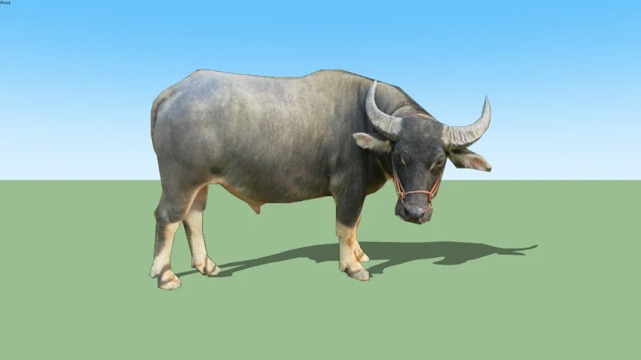 Buffalo | 3D Warehouse