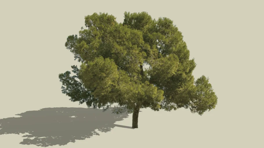 Pine Tree | 3D Warehouse