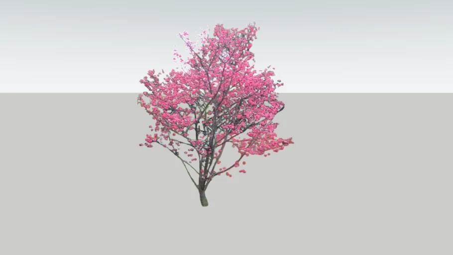 cherry blossom | 3D Warehouse
