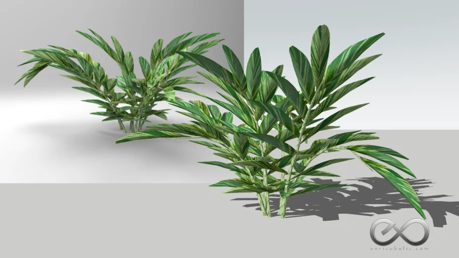 Alpinia Zerumbet 'Shell Ginger' | 3D Warehouse