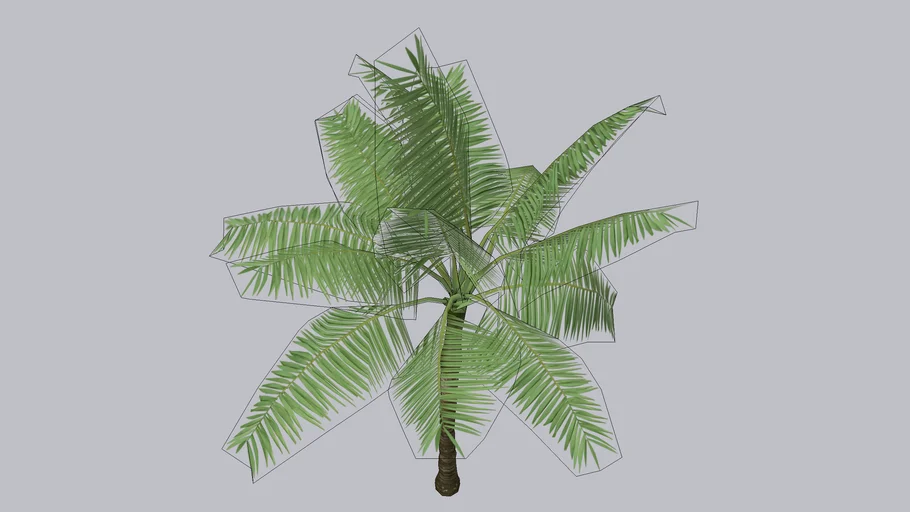 juçara Euterpe Edulis | 3D Warehouse