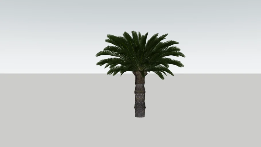 Cica Revoluta | 3D Warehouse