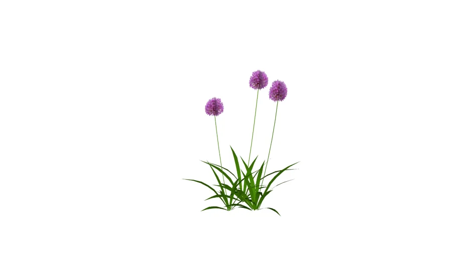 Allium | 3D Warehouse