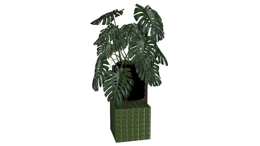 Monstera | 3D Warehouse