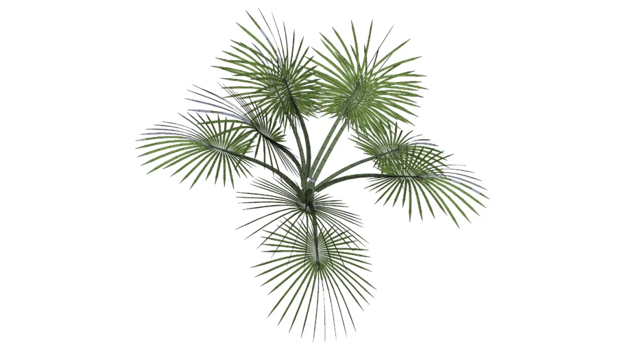 palm | 3D Warehouse