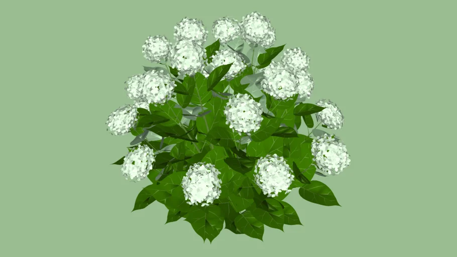 Shrub - Perennials - Annabelle Hydrangea | 3D Warehouse