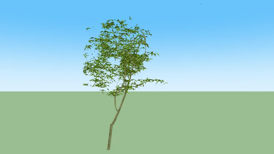 small tree | 3D Warehouse