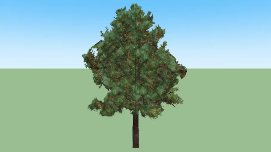 pine tree | 3D Warehouse
