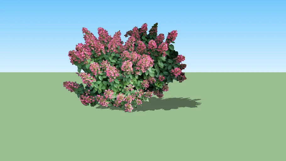 Hydrangea Paniculata | 3D Warehouse