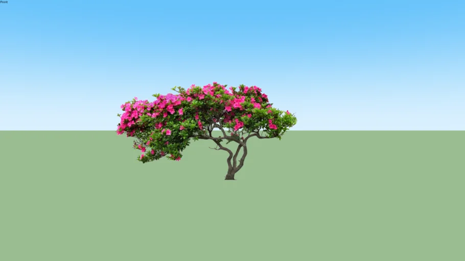 Bougainvillea | 3D Warehouse