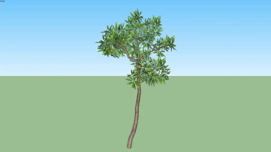 Árvore 14 | 3D Warehouse