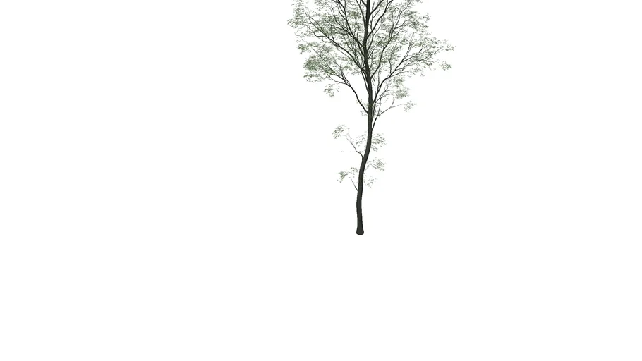 Tree | 3D Warehouse