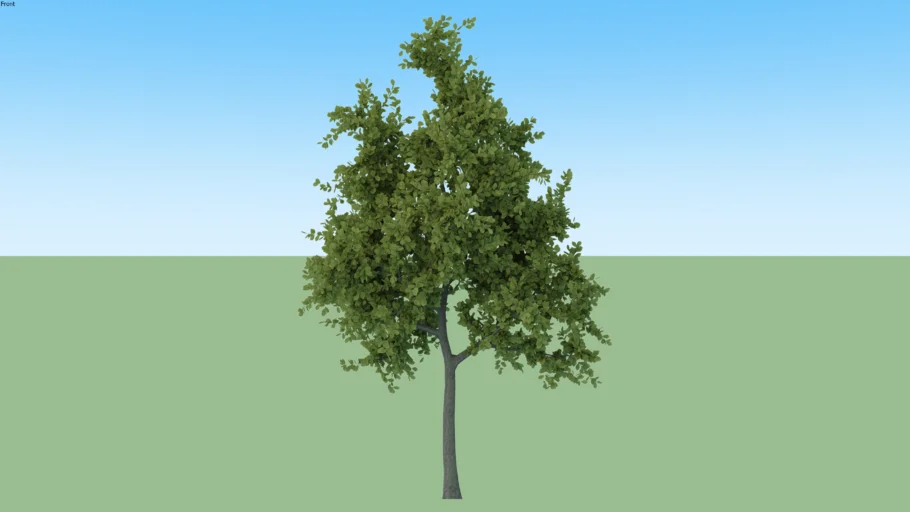 arvore_01 | 3D Warehouse