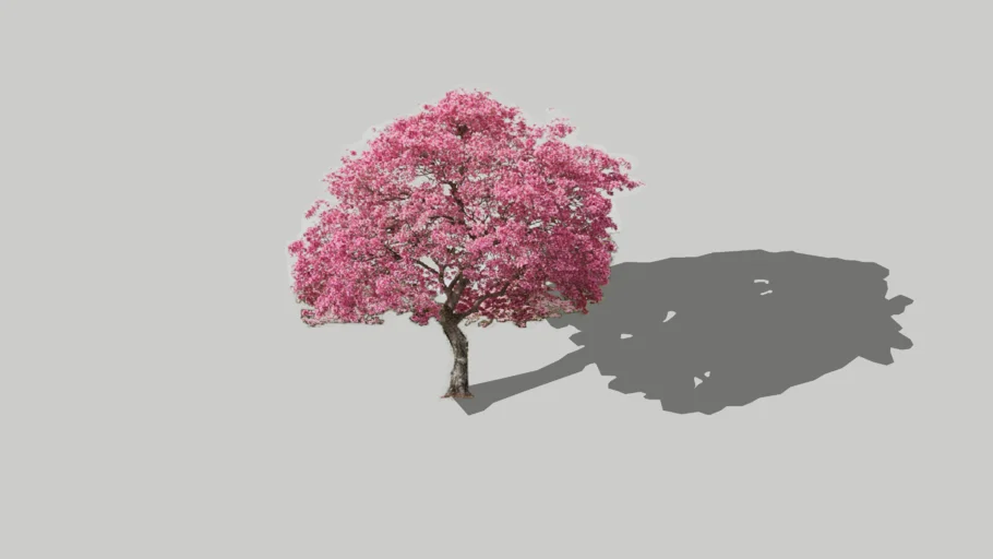 Tabebuia Ipe (trumpet tree) pink | 3D Warehouse