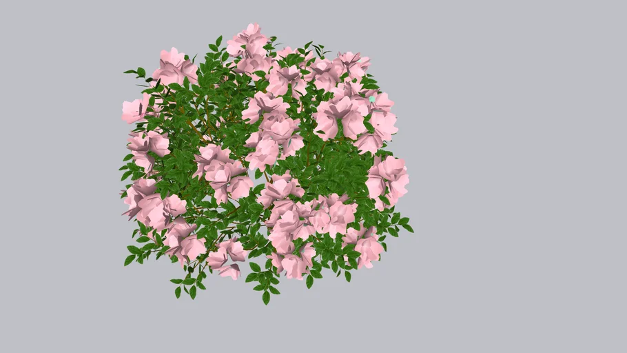 Pink Azalea | 3D Warehouse
