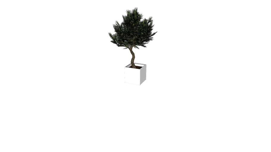 Arbre Intérieur Pin Pot Blanc - Tanaman | 3D Warehouse