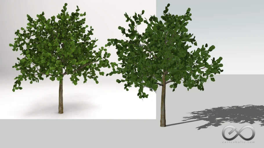 Terminalia Catappa 'Sea Almond' | 3D Warehouse