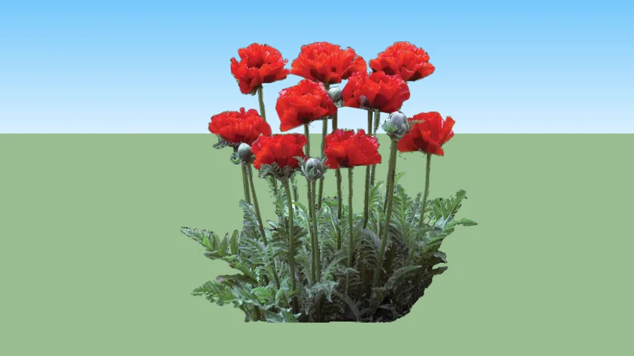 Papaver oriental 'Beauty of Livermere' | 3D Warehouse