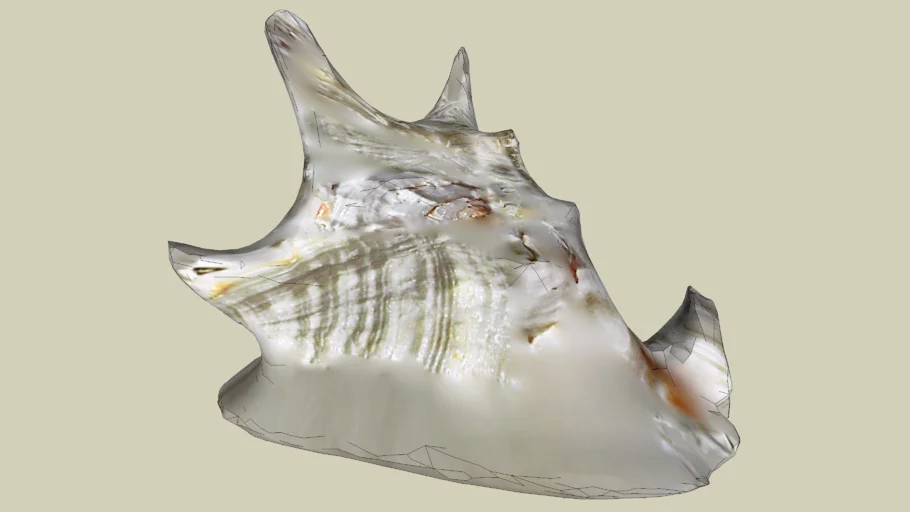 Sea Shell | 3D Warehouse