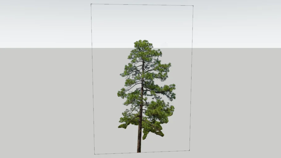 Pine Tree | 3D Warehouse