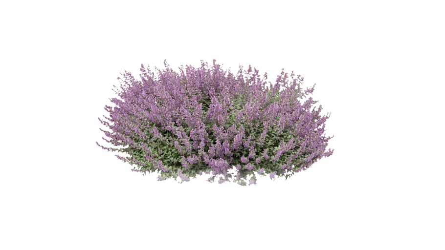 Nepeta - Catmint plant | 3D Warehouse