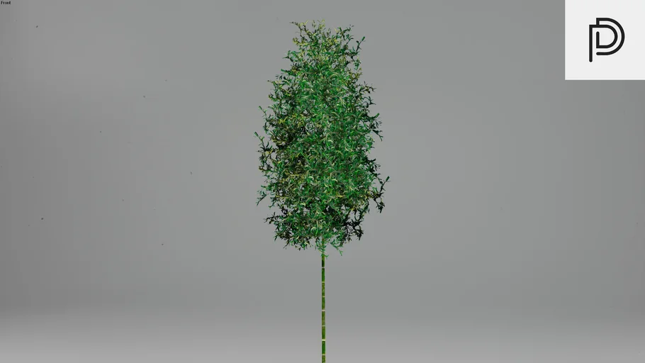 Bamboo3_RT | 3D Warehouse