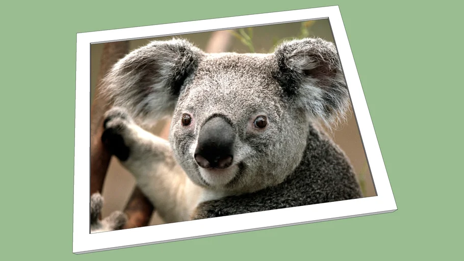 Quadro Koala | 3D Warehouse