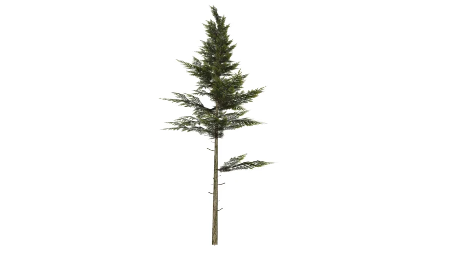 3D Pine Tree | 3D Warehouse