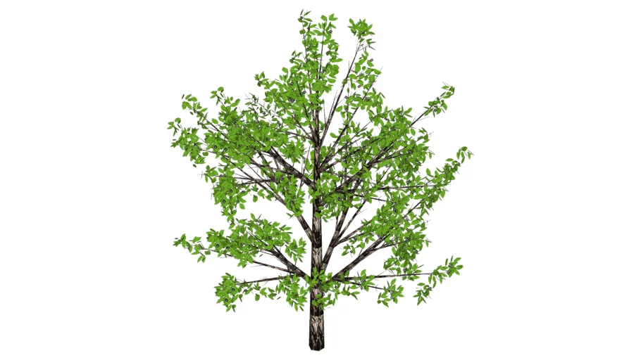 Cherry tree | 3D Warehouse