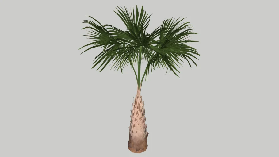 PALM TREE | 3D Warehouse